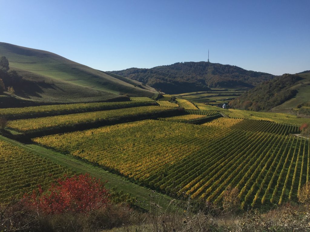 Ausschussausflug nach Bahlingen am Kaiserstuhl - SRG NSW